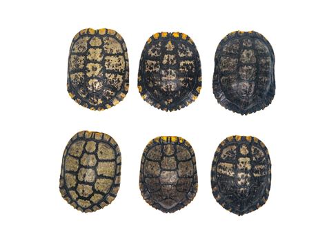 6 To 7 Red Ear Turtle Shell Block Pattern Etsy