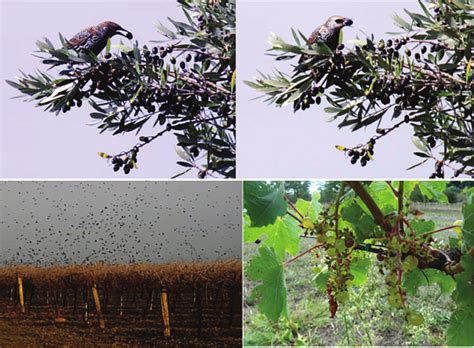 Pest Bird Infestation To Different Crops [3] Download Scientific Diagram