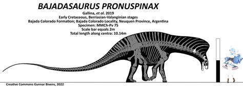 Bajadasaurus Pronuspinax Skeletal By Gunnarbivens On Deviantart