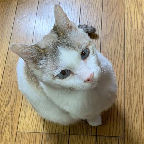 職場の後輩からの今朝のline😭😭😭嬉しい‼️😭😭😭 もう、ファンクラブ入っちゃえ‼️🥰🥰🥰 ＊＊＊＊＊＊＊＊＊＊＊＊＊＊＊ おはようございます 昨夜2曲聴いて寝て今朝観たんですけど最高すぎて