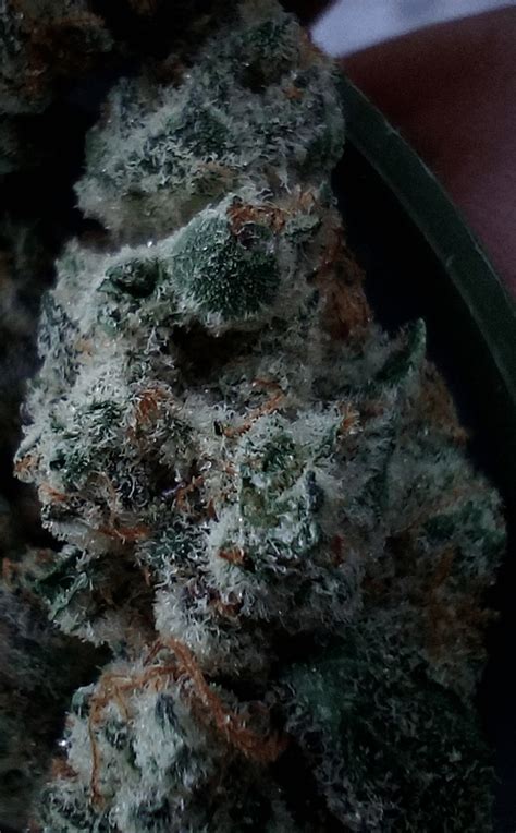 Terapin Came A Long Way Since I Joined 2 Years Ago Milano Cooks 1 Potency 27 1714 Total