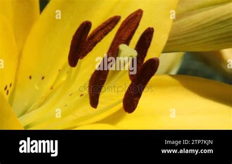 Flower Reproductive Organs Stock Videos And Footage Hd And 4k Video