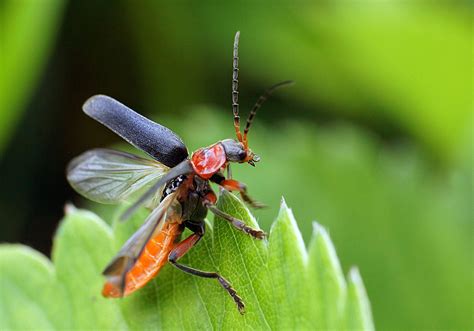 Жук пожарник на огороде опасен ли он для человека и участка
