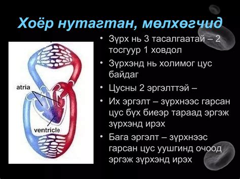 цусны эргэлт хүн 10 Ppt