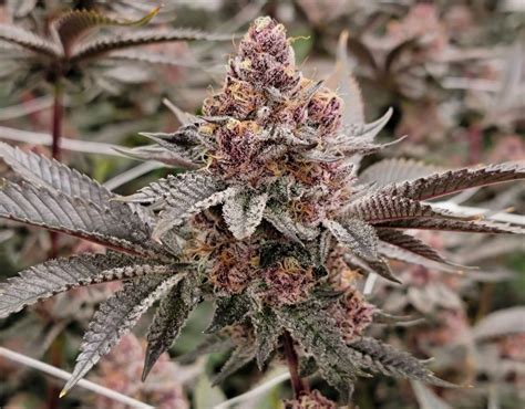 Trop Cherry Clone Buy Premium Trop Cherry Cannabis Clones Online