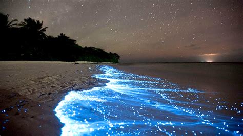 Conoce Las Bahías Bioluminiscentes De Puerto Rico