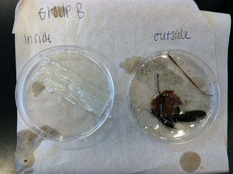 Air Quality Lab APES Lab E Notebook