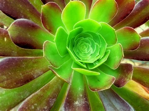 Download Plant Wallpaper