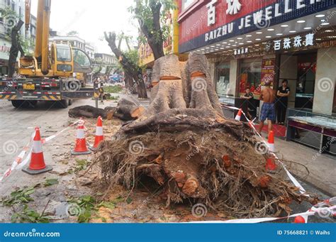 The Trees In The Garden Workers Handling Typhoon Toppled Editorial Photo Image Of Shenzhen