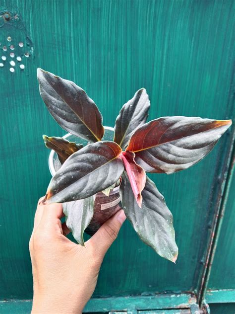 Natures Plants Syngonium Red Arrow Php120 Facebook