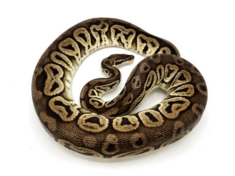 Black Pewter Ball Python