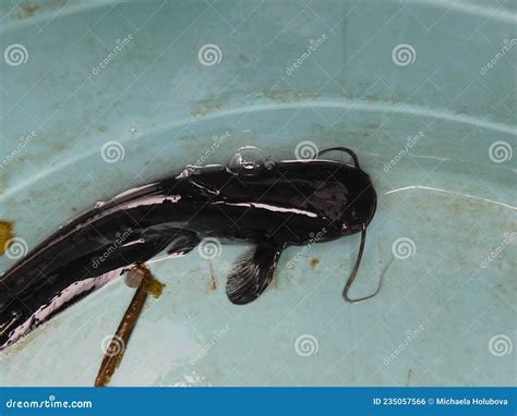 Baby Catfish Identification
