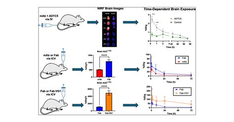 Exploring How Antibody Format Drives Clearance From The Brain