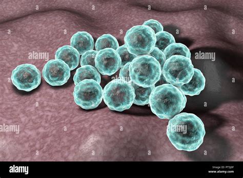 Chlamydia Bacterial Infection
