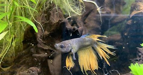 Bloated Betta Album On Imgur