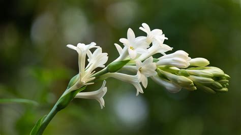 How To Plant Grow And Care For Tuberose