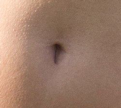 Navel Wikipedia