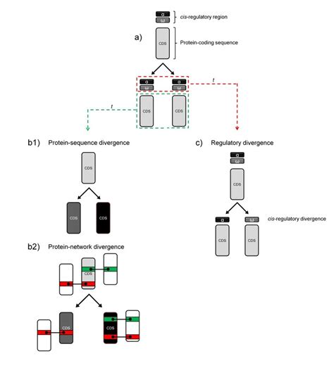 Functional Divergence Of Duplicated Genes A The Independent Download Scientific Diagram