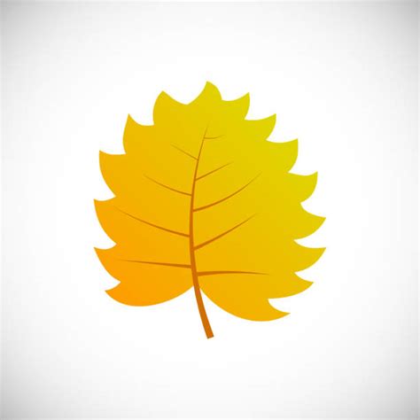 60 Mapple Leaf Icon Stock Illustrations Royalty Free Vector Graphics And Clip Art Istock