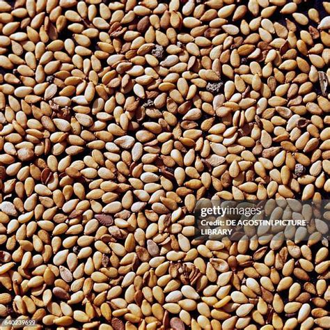 Sesame Seeds Texture Photos And Premium High Res Pictures Getty Images