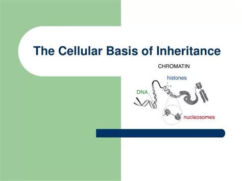 Ppt The Cellular Basis Of Inheritance Powerpoint Presentation Free Download Id2475006