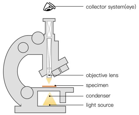 Optical Microscope And Electron Microscope