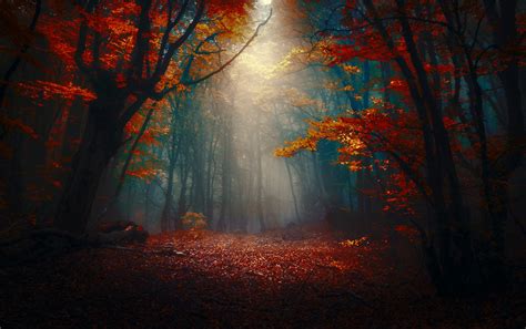 Dark Autumn Forest Wallpaper