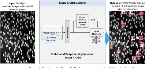 Figure 9 From Deep Active Learning For Automatic Mitotic Cell Detection On Hep 2 Specimen