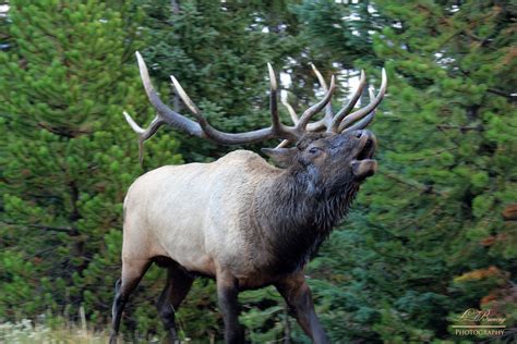 Bull Elk Wallpaper Wallpapersafari