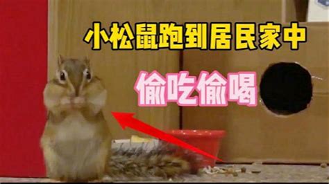 松鼠进家里怎么办 家里突然来了一只松鼠 松鼠跑了怎么办 大山谷图库