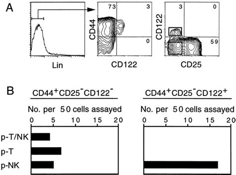 The Cd122⁺ Population Of Ft Cells Contains Exclusively P Nk A Flow