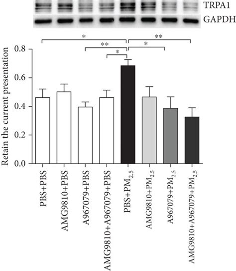 Representative Immunohistochemical Ihc Staining For Trpv1 A And Download Scientific Diagram