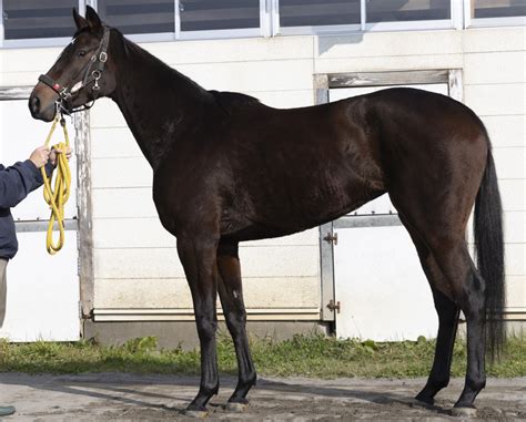 ピークカラー 牝3歳 ※地方競馬 在籍 サラブレッドオークション