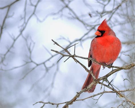 Illinois State Bird