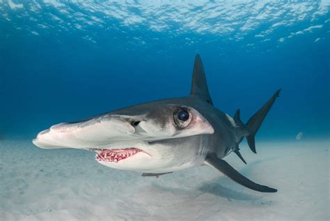 Hammerhead Shark Ocean Conservancy