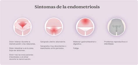 ¿qué Es El Endometrio Endometrio En La Mujer Casz
