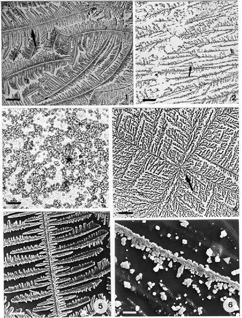 Figure 1 From Morphological Characterization Of Different Human