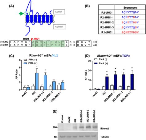 Substrate‐selective Protein Ectodomain Shedding By Adam17 And Irhom2 Depends On Their