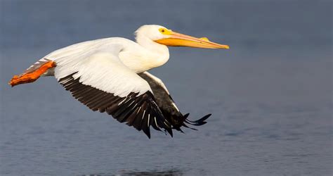 American White Pelican Range Map All About Birds Cornell Lab Of