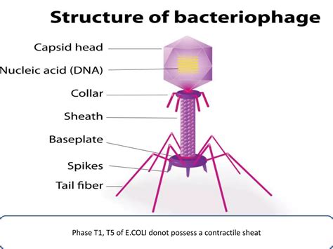 Bacteriophase Pptx