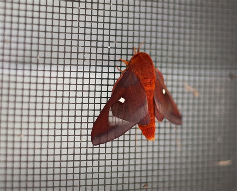 Orange Tipped Oakworm Moth Rwhatsthisbug