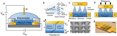 A Schematic Diagram Of The Device Structure Of An Oect B