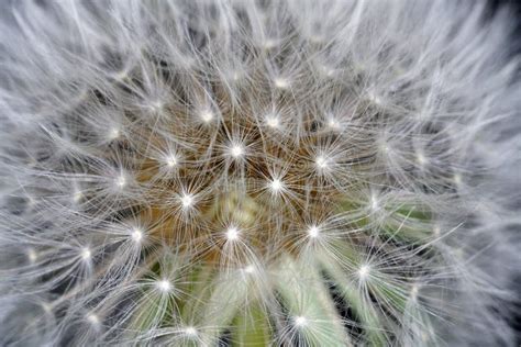 Dandelion As A Detail Photographed In High Resolution And Sharp Stock Image Image Of