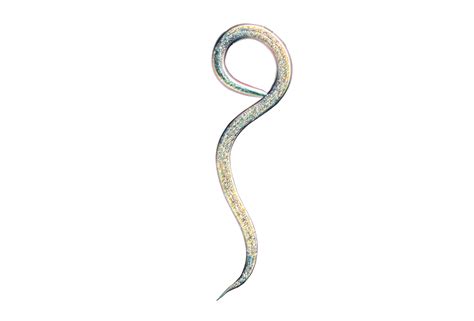 Beneficial Nematodes For Pest Control