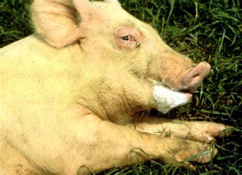 Pseudorabies Pathology And Ponies