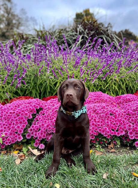 Puppies Timber Creek Labrado