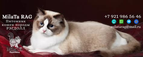 Котята РЭГДОЛЛ Milata Rag питомник Добро пожаловать на страницу питомника кошек редкой