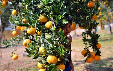 Mengembalikan Kejayaan Jeruk Keprok Grabag Jagad Tani Petaninya Milenial
