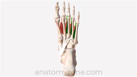 Plantar Interossei