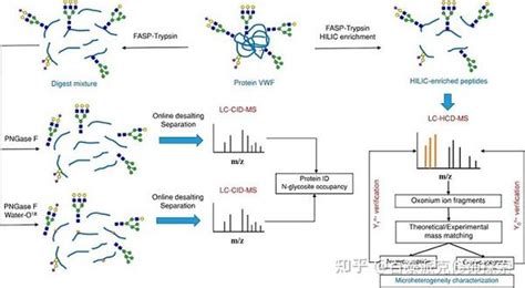 糖蛋白鉴定：解密糖基化蛋白质的结构与功能关系 知乎